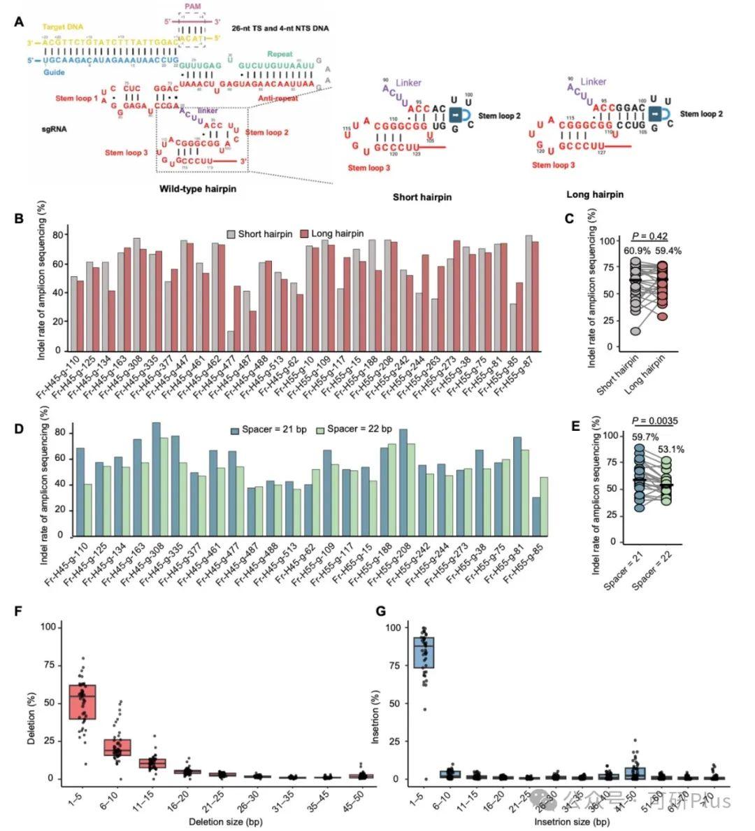Sci Adv | 重磅！新型CRISPR系统FrCas9横空出世，超高特异性与效率让基因治疗更安全！ - 知乎