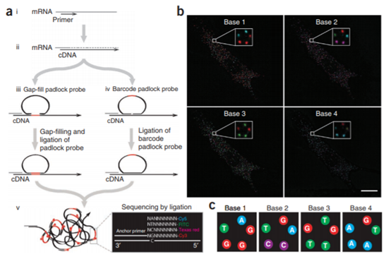 火爆科研圈的空间转录组是什么来路？ - 知乎