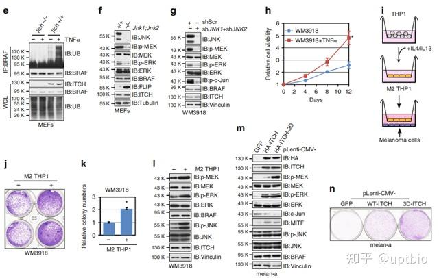【精品解读】黑色素瘤细胞中ITCH/BRAF/MEK/ERK通路，超多WB实验！ - 知乎