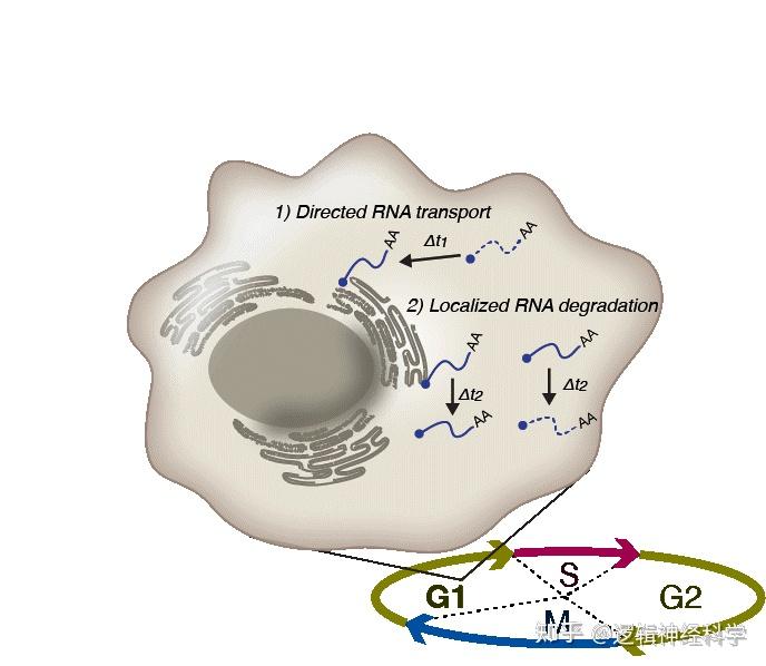 Nat Methods︱麻省理工学院王潇团队开发时空转录组测序技术并在亚细胞水平揭示RNA动力学图谱 - 知乎