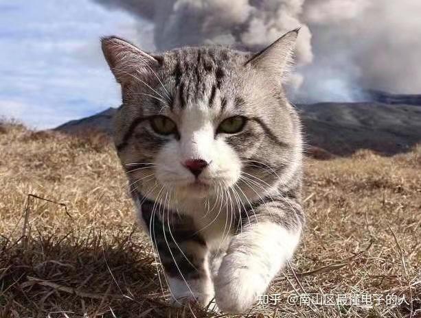 〇基础transfer razavi's PLL——jitter&phase noise_2/6 - 知乎