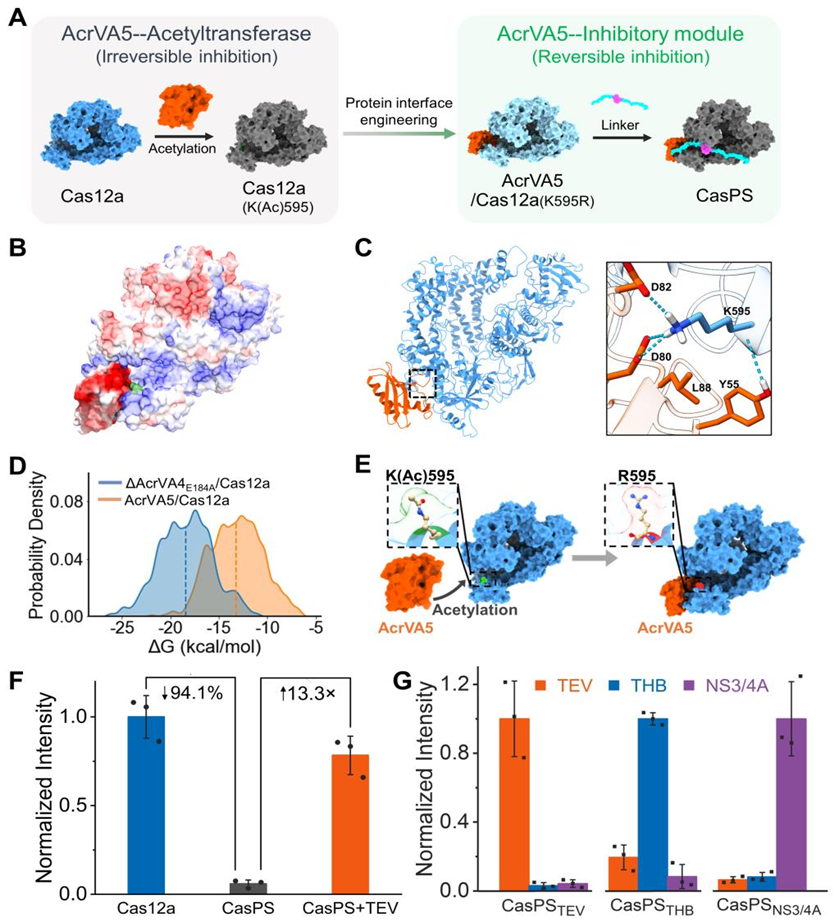 湖南大学聂舟教授课题组: 基于抗CRISPR蛋白改造创建Cas12a蛋白开关用于激活型基因编辑和病毒蛋白酶检测 - 知乎