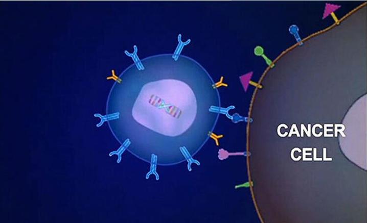 CD19/CD22双靶点CAR-T细胞疗法新进展！多家企业布局 - 知乎