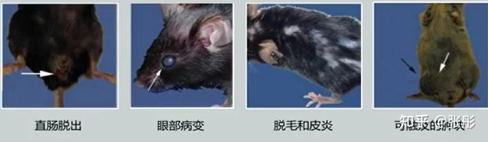 C57老龄鼠老年鼠表型及其详细数据！最新出炉 - 知乎