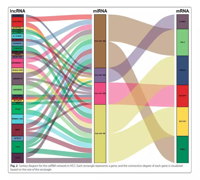 如何用ggalluvial绘制ceRNA网络图？ - 知乎