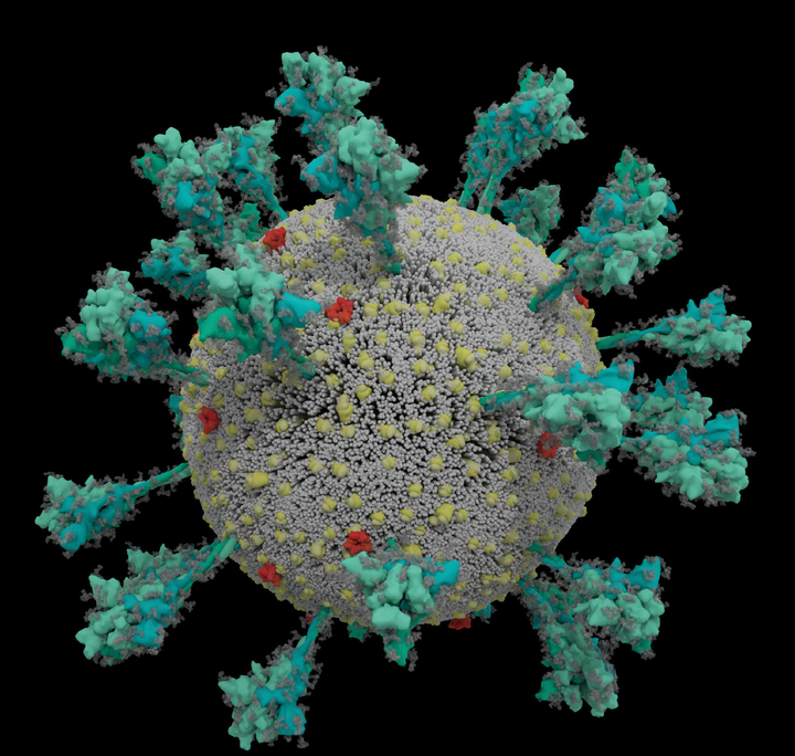 SARS-CoV-2的入侵、增殖与变异 - 知乎