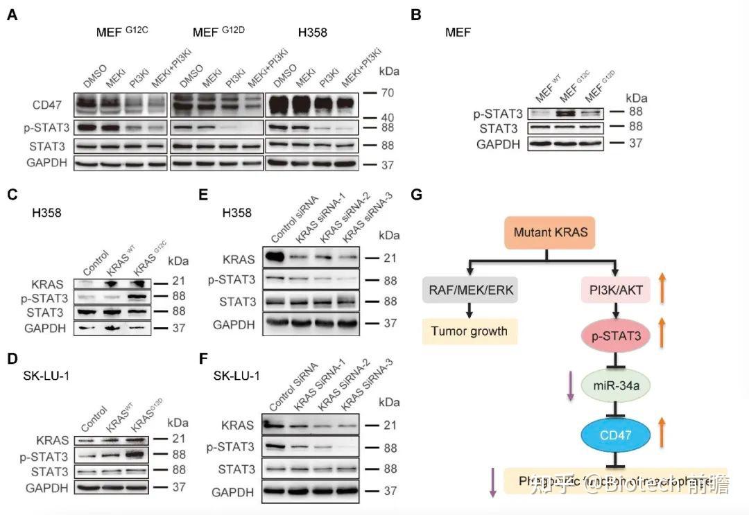 KRAS突变激活CD47实现肿瘤免疫逃逸，CD47抗体能否逆袭 - 知乎