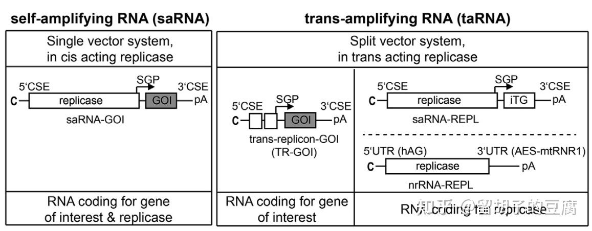 综述|自复制RNA质粒载体序列优化设计策略 - 知乎