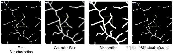 ImageJ实用教程——骨架化分析(定量分析篇) - 知乎