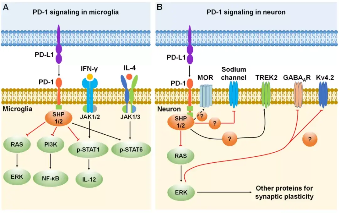 Neurosci Bulletin纪如荣主编最新综述：PD-1在中枢神经系统和大脑疾病中的新作用 - 知乎