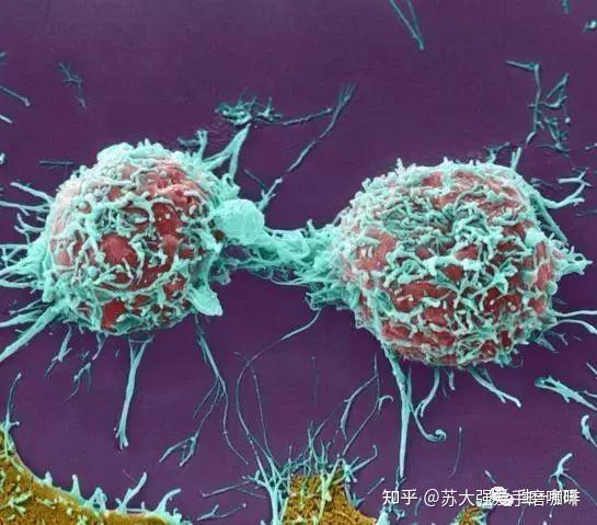 细胞生物学思维导图-细胞增殖及其调控 - 知乎