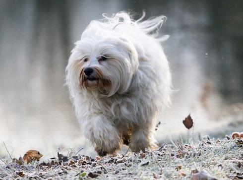 每日一犬 · 哈瓦那犬 - 知乎
