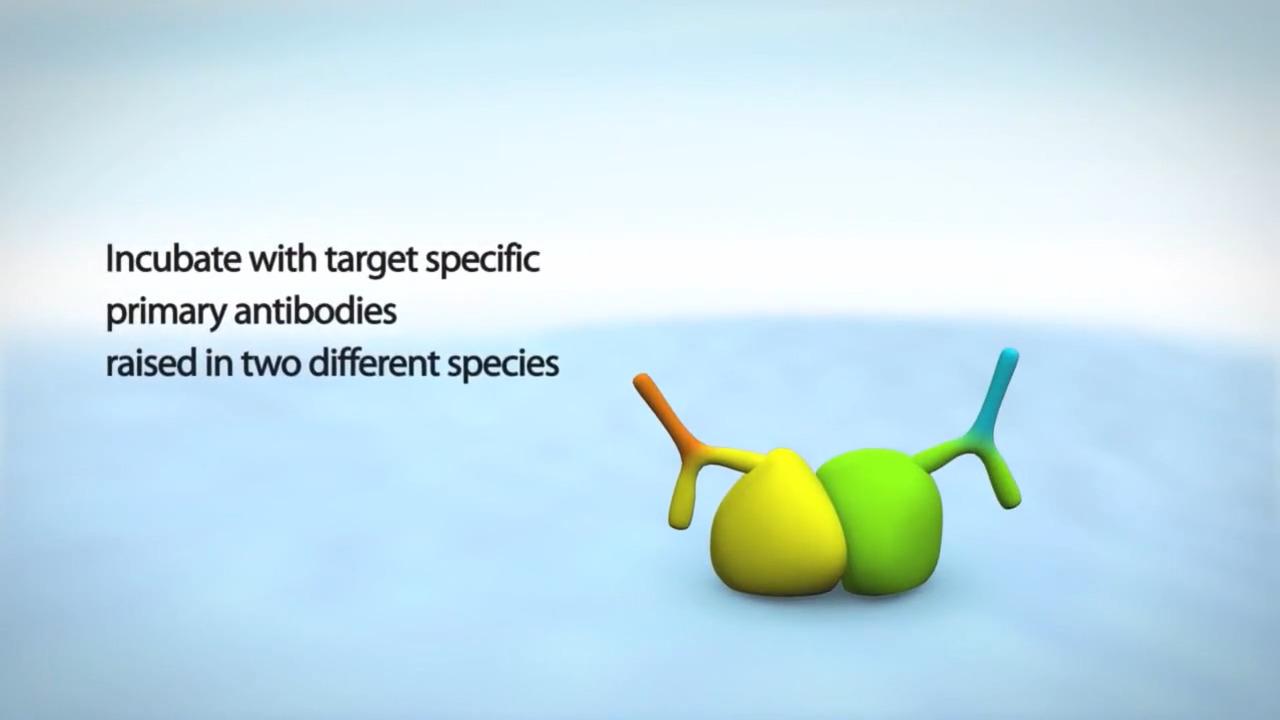 默克生命科学 | Duolink®邻位连接检测 - 知乎