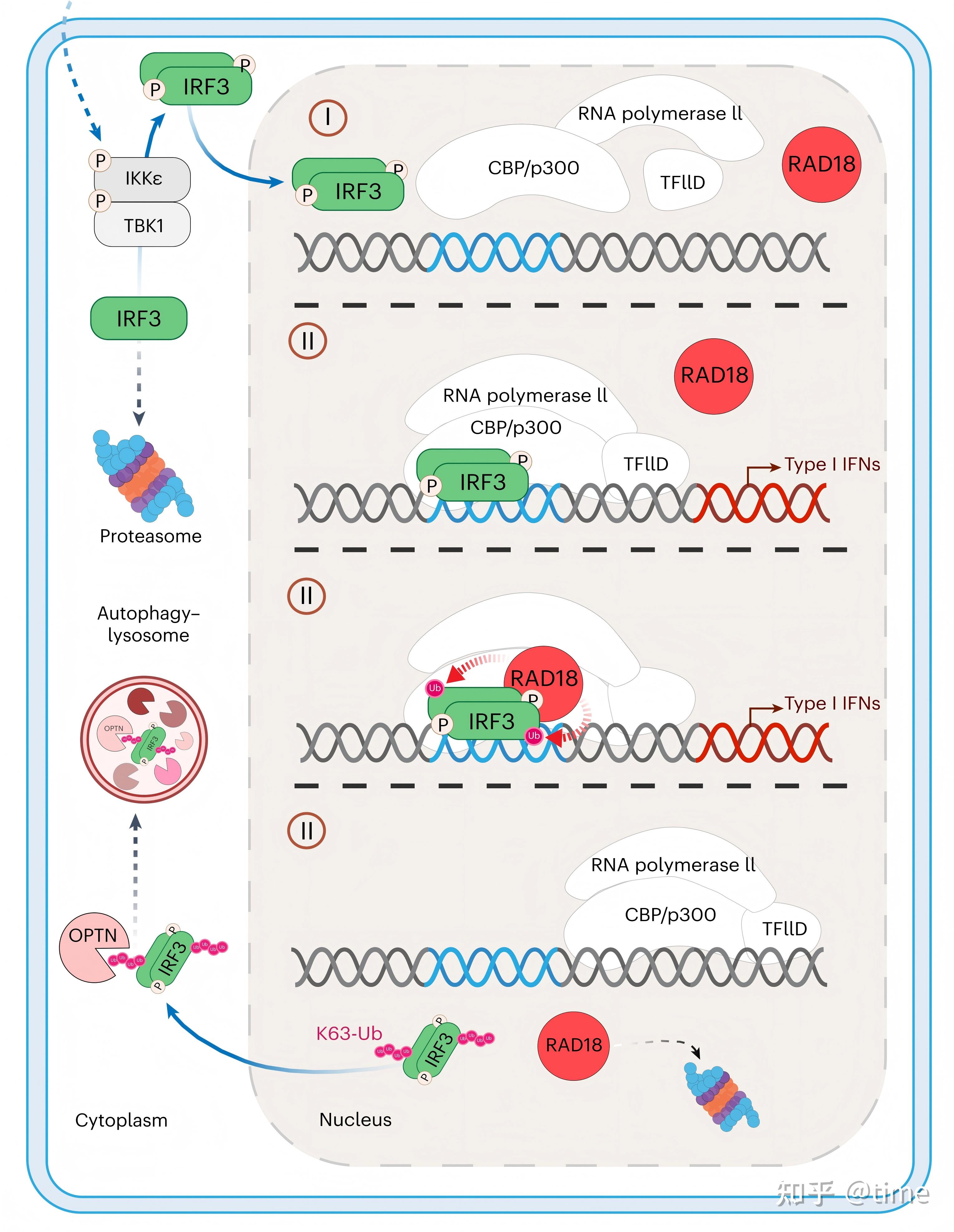 文献分享 | Nature Immunology：E3连接酶RAD18靶向磷酸化的IRF3终止IFNB1转录 - 知乎