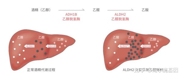 玩转Sanger测序仪丨专题七：ALDH2基因多态性检测 - 知乎