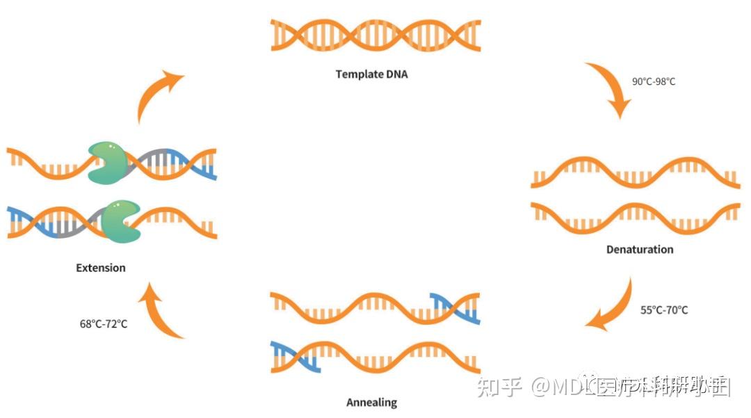 干货分享 | 常用PCR技术及原理 - 知乎