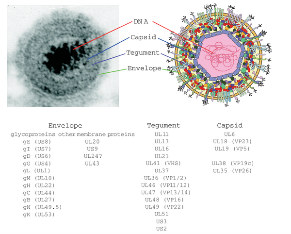 PRV逆向跨多级标记 - 知乎