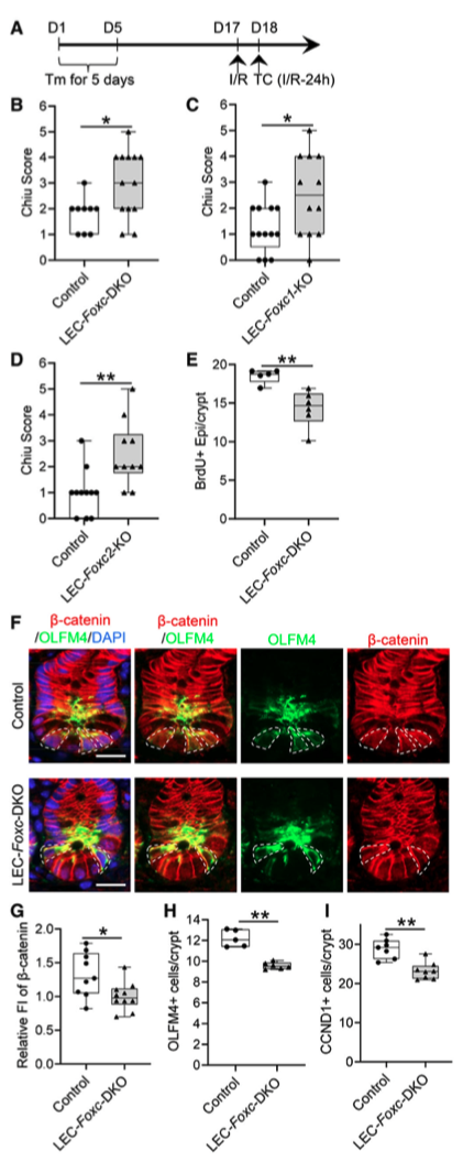 EMBO Reports丨内皮细胞 FOXC1 和 FOXC2 促进缺血再灌注损伤后的肠道再生 - 知乎