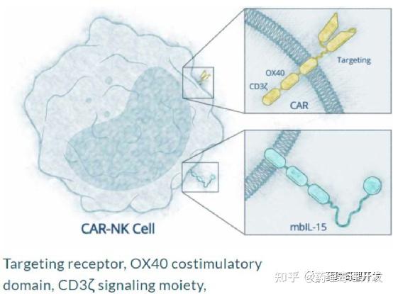 全球40家主要CAR-NK公司及产品盘点 - 知乎