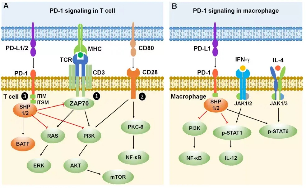 Neurosci Bulletin纪如荣主编最新综述：PD-1在中枢神经系统和大脑疾病中的新作用 - 知乎