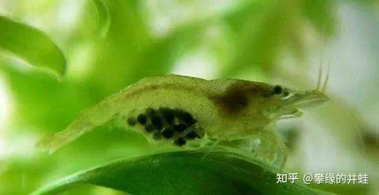 【地球演义】第二百七十一回 十足真虾 - 知乎