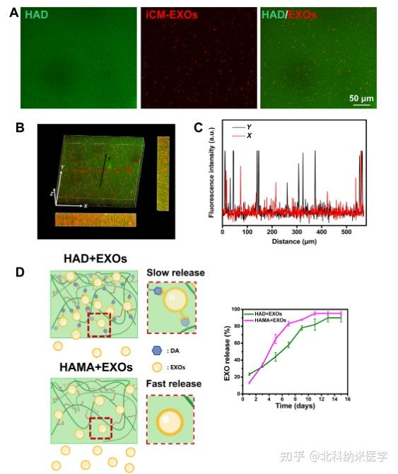 《Sci. Adv.》：可注射光固化Janus水凝胶递送外泌体用于减少心脏手术后粘连 - 知乎