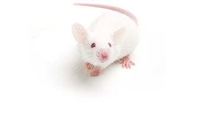 BALB/c Mice - 知乎