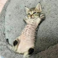 MATLAB FormatSpec(格式化操作符)使用详解 - 知乎