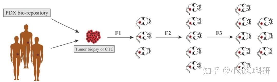 最全PDX模型构建方法整理，还不快收藏！ - 知乎