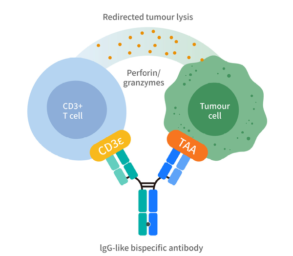 披荆斩棘，CD3-BsAbs的下一站-攻克实体瘤！ - 知乎