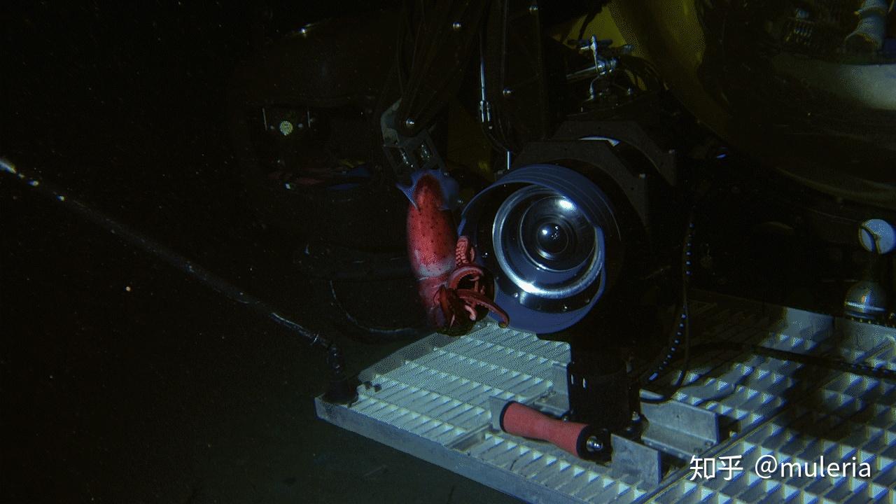 OceanX:一项探索海洋并将其带回世界的使命 - 知乎