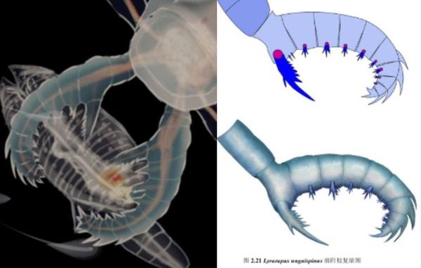 【黑水古生物】正在捕食古虫的里拉琴虫（最详细的奇虾结构介绍？） - 知乎