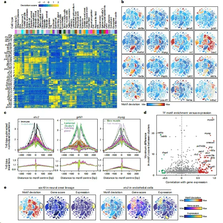 SPATAC-seq绘制单细胞分辨率下斑马鱼胚胎发育的染色质可及性图谱 - 知乎
