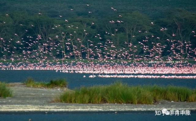 神奇又可爱！湖南摄影师带你解锁肯尼亚“动物王国” - 知乎