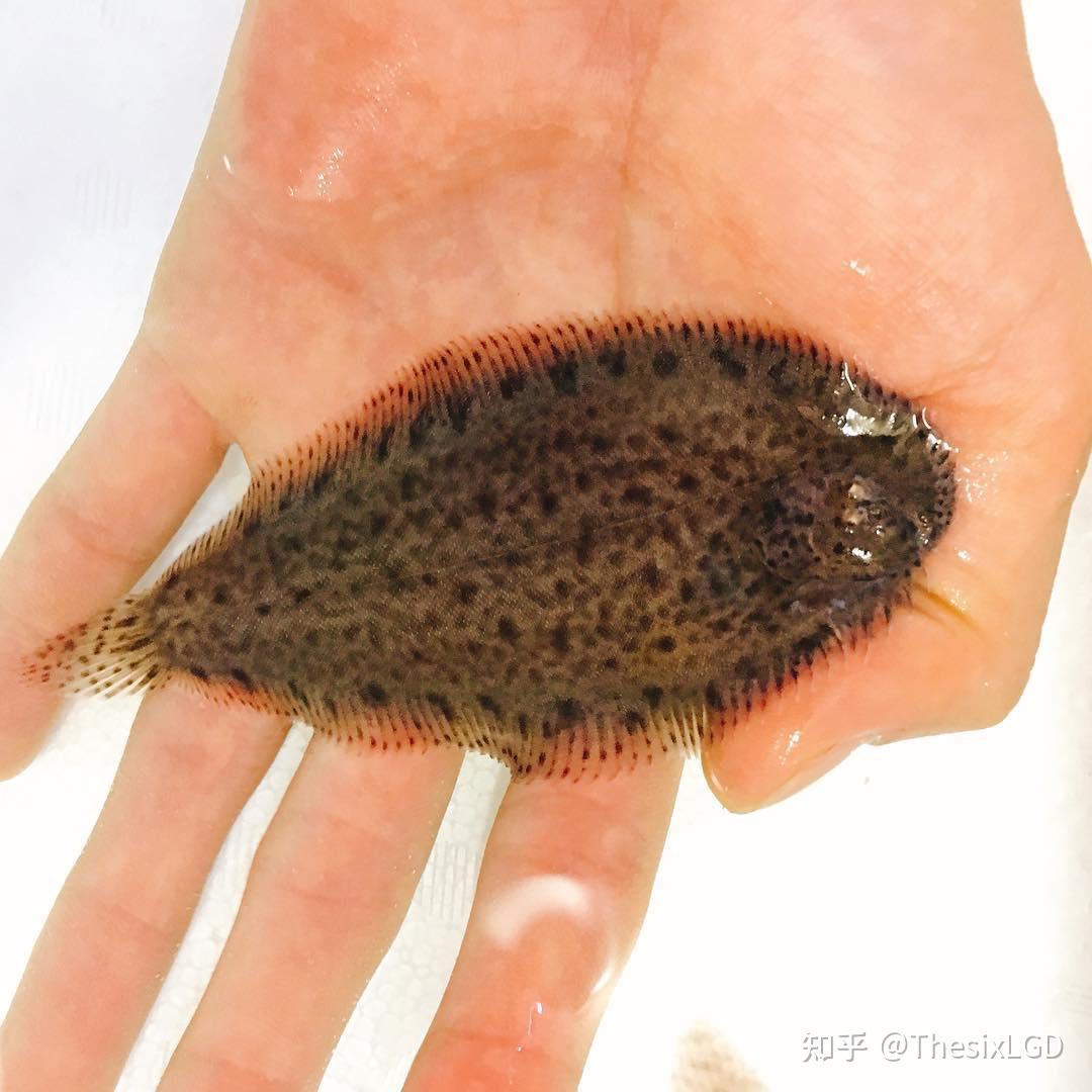 比目鱼是深海鱼吗? - 知乎