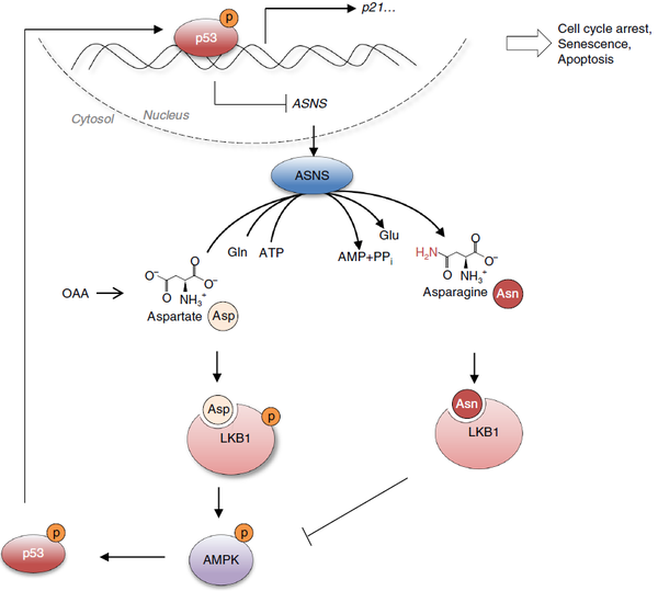 文献阅读：p53介导的Asp-Asn平衡调控LKB1活性并影响细胞存活 - 知乎