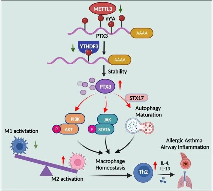 Nat Commun丨南模生物助力揭示m6A修饰在过敏性哮喘气道炎症中调控巨噬细胞稳态的新机制 - 知乎