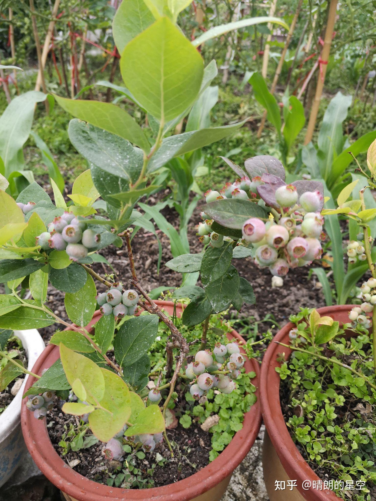 看看我的植物也减压 - 知乎