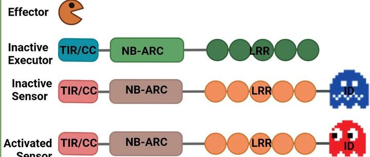Essays Biochem | 植物中含有整合结构域ID的NLR（NLR-ID）作用模式综述 - 知乎