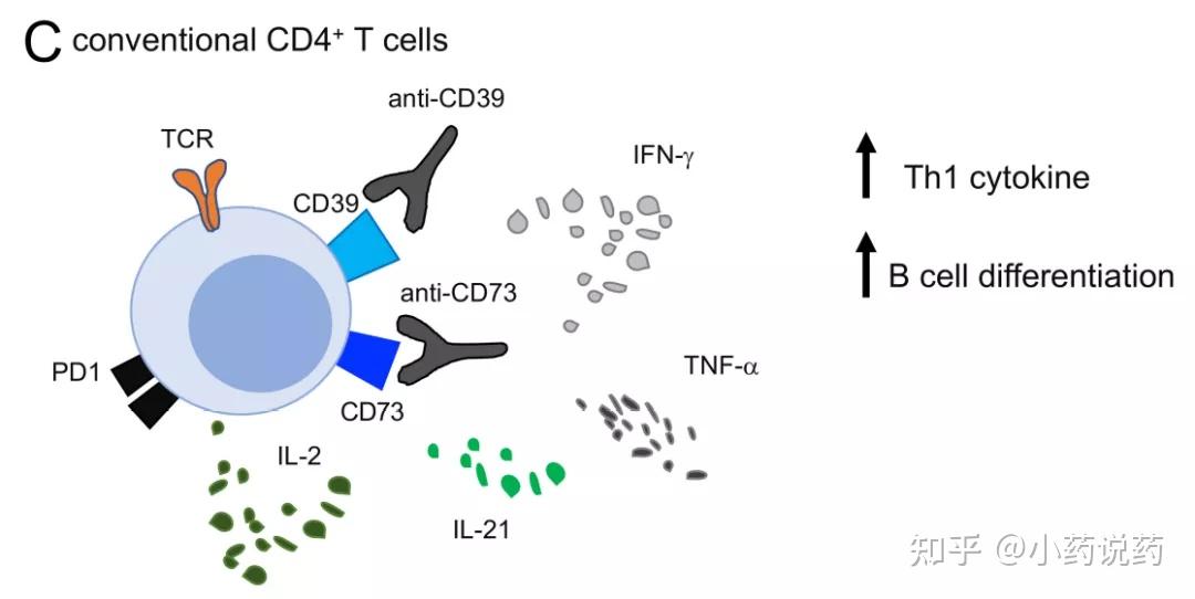 CD39对T细胞的调节作用和功能 - 知乎