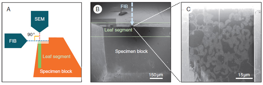 一文读懂SEM在计量学/生物/半导体等方面的应用 - 知乎