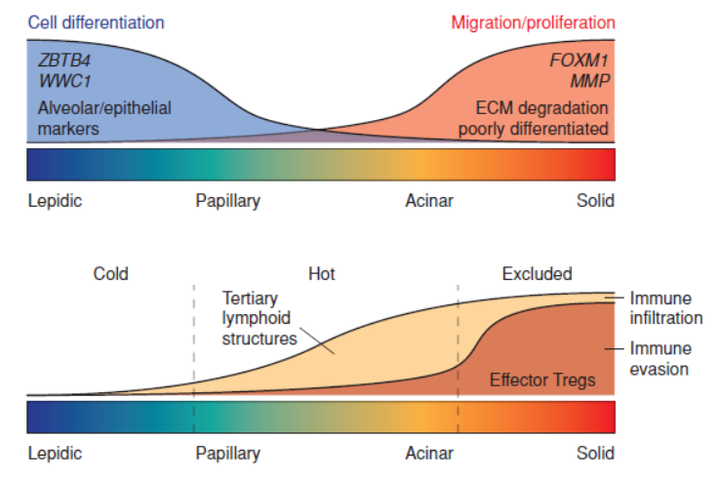 单细胞 & DSP(Digital Spatial Profiler)联合分析解析肺腺癌的转录重编程推动cancer evolution - 知乎