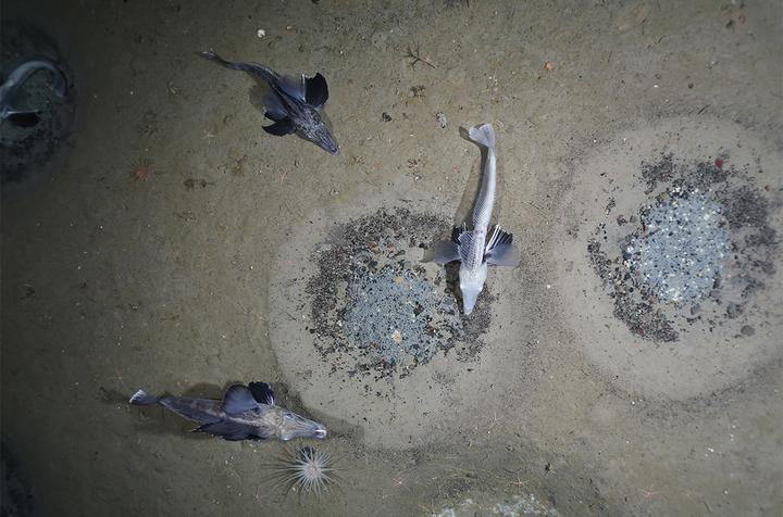#E5# Researchers find world's largest fish breeding ground 南极冰层下发现世界最大 ...