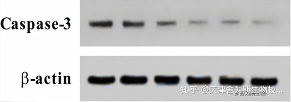 sws干货分享| CCK8药物筛选实验方法及要点分享 - 知乎