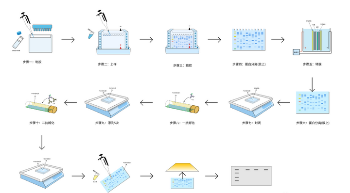 Western blot │你不能错过的干货！ - 知乎