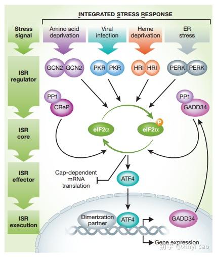 何为整合应激反应(Integrated Stress Response)? - 知乎