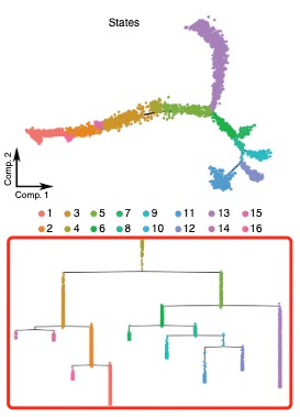跟着NC学pseudotime| monocle2 拟时序分析 + 树形图 - 知乎