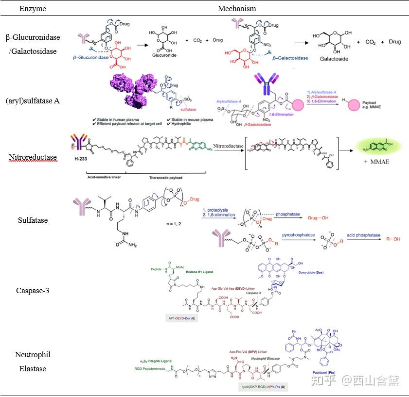 ADC中可裂解Linker的机制汇总 - 知乎