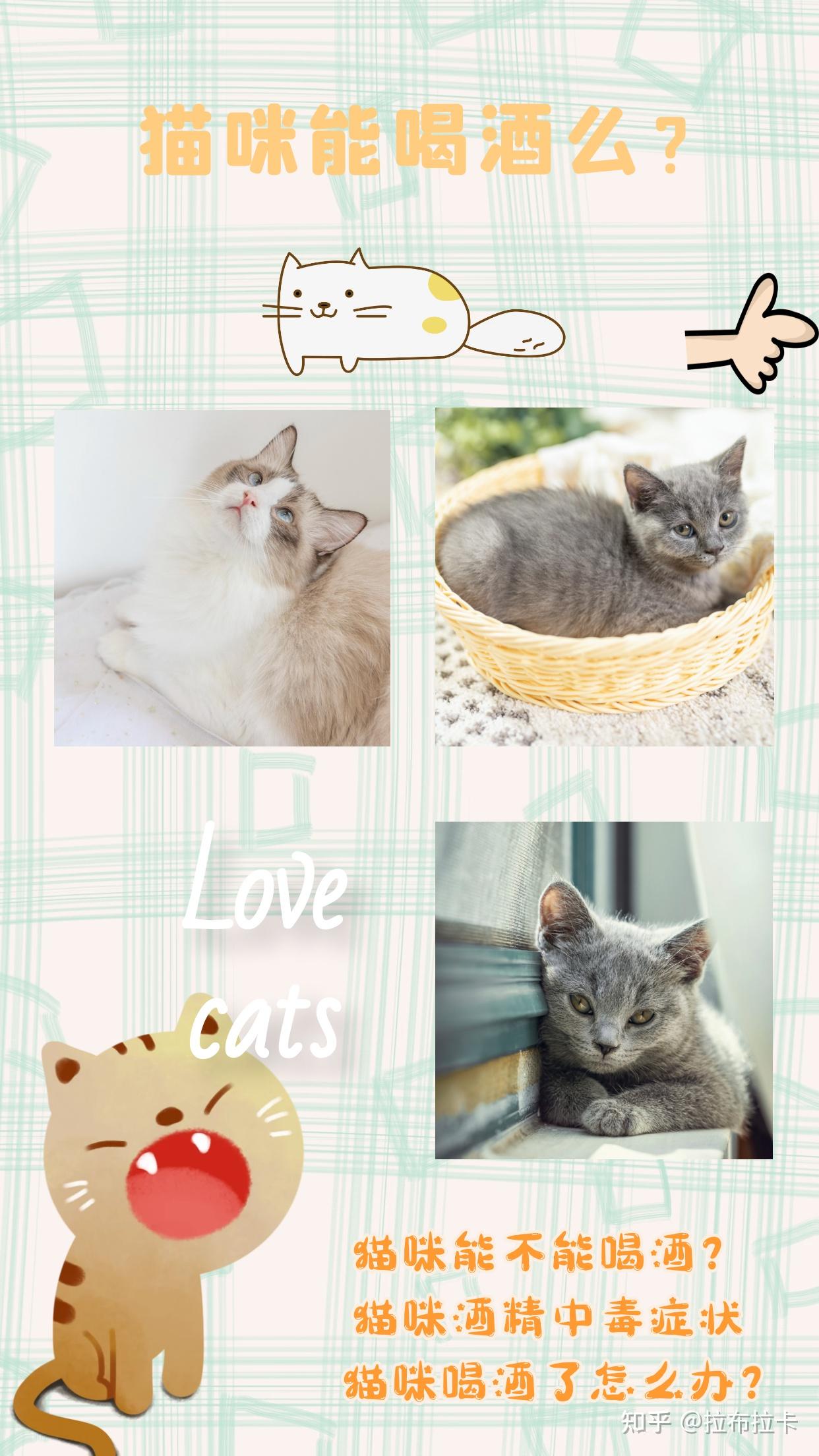 猫咪可以喝酒么？猫咪喝酒了怎么办？ 知乎