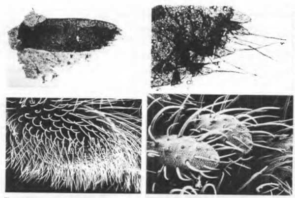 【地球演义】铁虿狰狞8：入我彀中 - 知乎